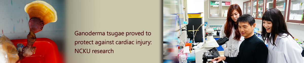 Ganoderma tsugae proved to protect against cardiac injury: NCKU research - NCKU, 國立成功大學 National ...